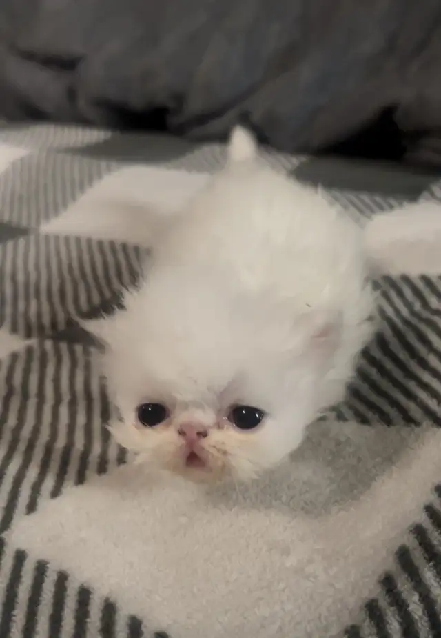 Beautiful Fluffy Persians | Cats & Kittens for Rehoming | Edmonton ...