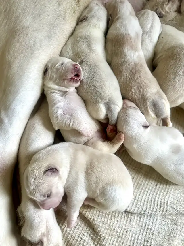 Reservation Open for Purebred White Alabai Puppies | Dogs & Puppies for ...