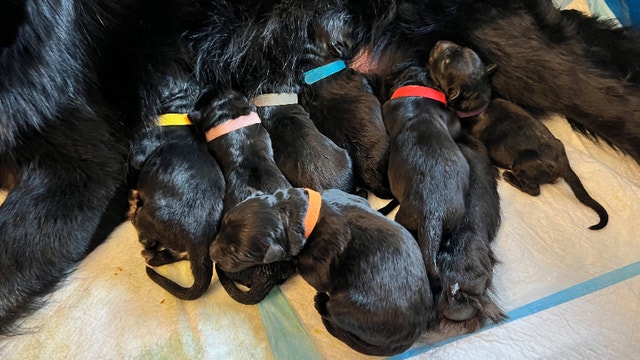 Pure Bred Long-Haired German Black/Bi-ColourShepherd Pups | Dogs ...