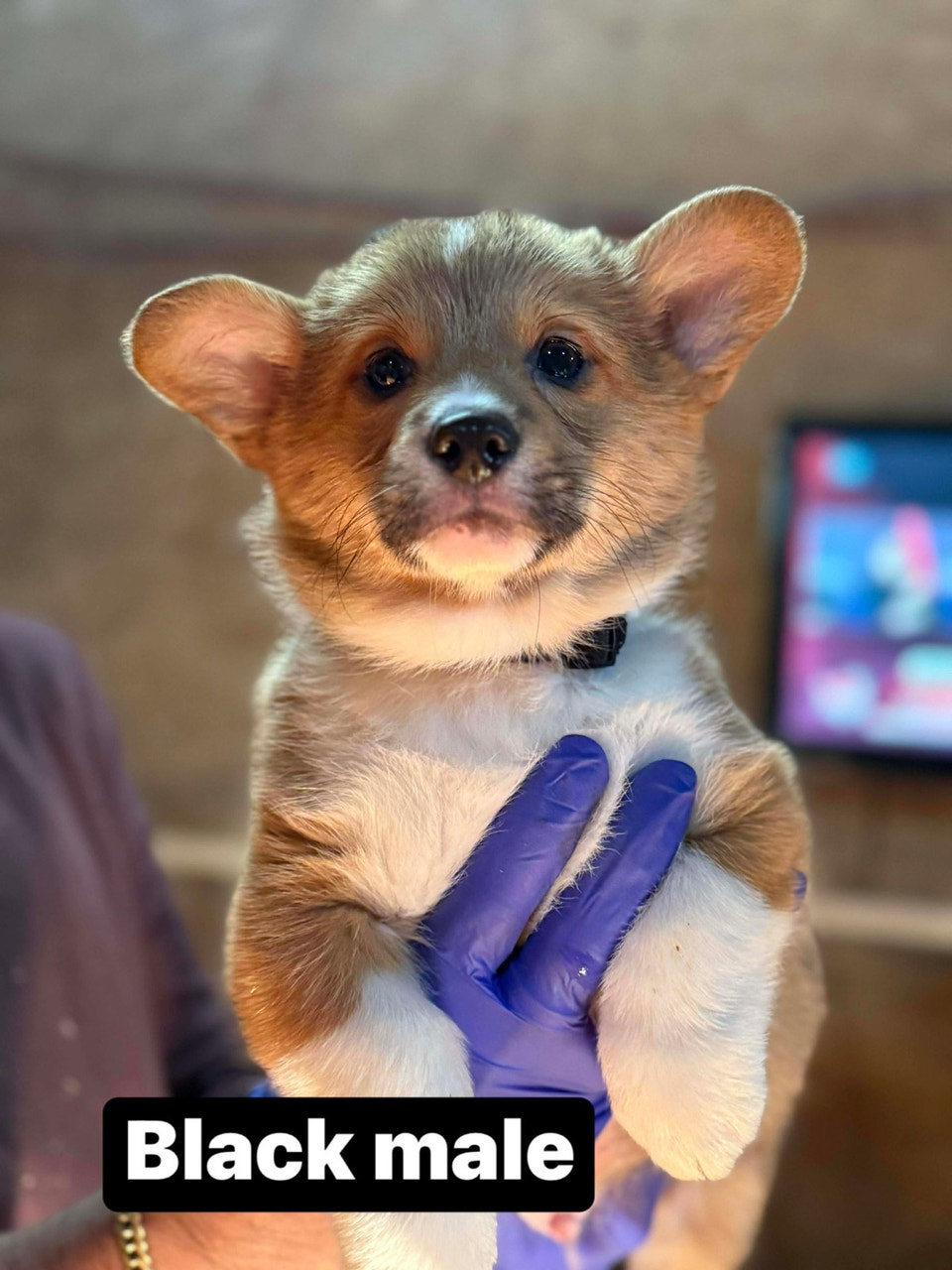 Pembroke Welsh Corgi | Dogs & Puppies for Rehoming | City of Toronto ...