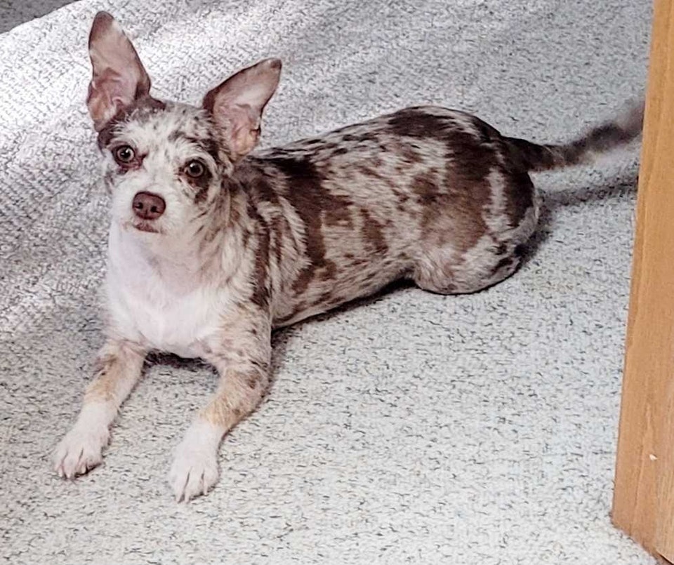 Mom & her Pup for rehoming | Dogs & Puppies for Rehoming | Red Deer ...