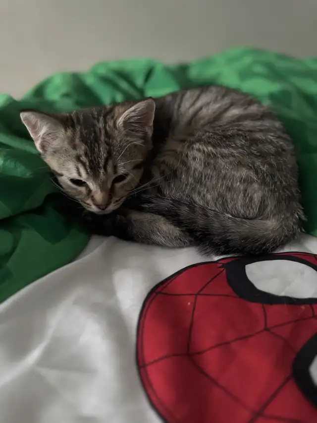 chats à donner – Ensemble seulement – GRATUIT – Doit partir | Cats ...