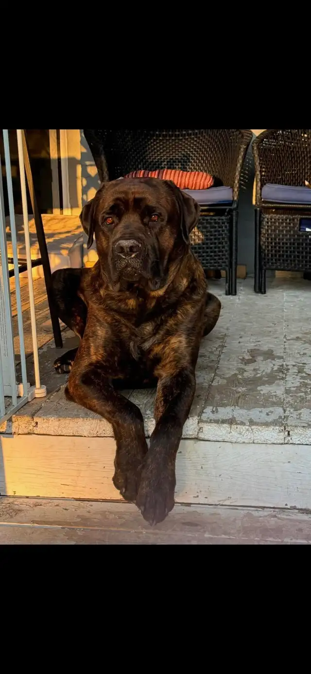 Last Cane Corso Puppy Available | Dogs & Puppies for Rehoming | Ottawa ...