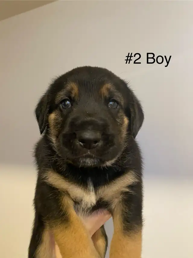 Puppies - German Shepherd x Cane Corso - Blue Gascon x Pyranees | Dogs ...