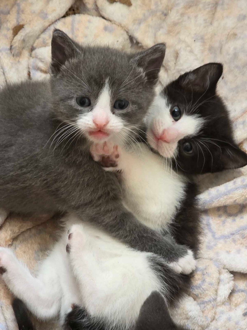 Need a good cat nap? | Cats & Kittens for Rehoming | Summerside | Free ...