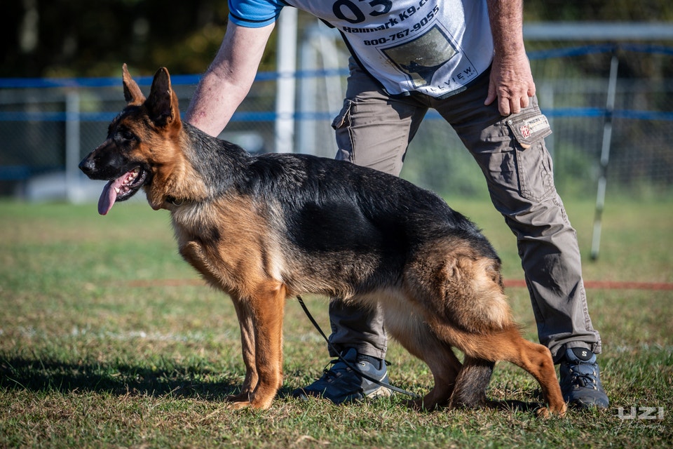 10 month old female German Shepherd | Dogs & Puppies for Rehoming ...