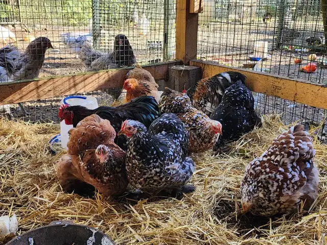 Bantam Cochin hatching eggs | Livestock | Tricities/Pitt/Maple | Free ...