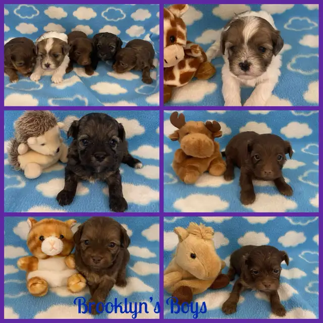 Beautiful Nonshedding Havapoo Puppies | Dogs & Puppies for Rehoming ...