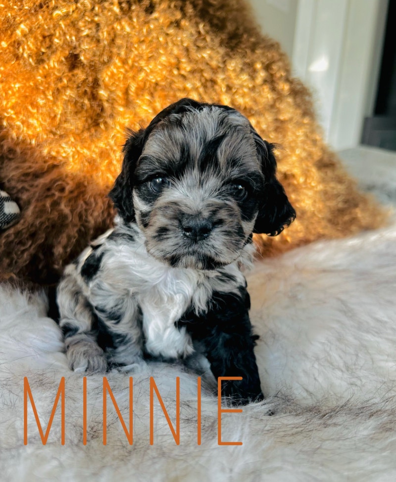 Gorgeous Cockapoo Puppies Available | Dogs & Puppies for Rehoming ...