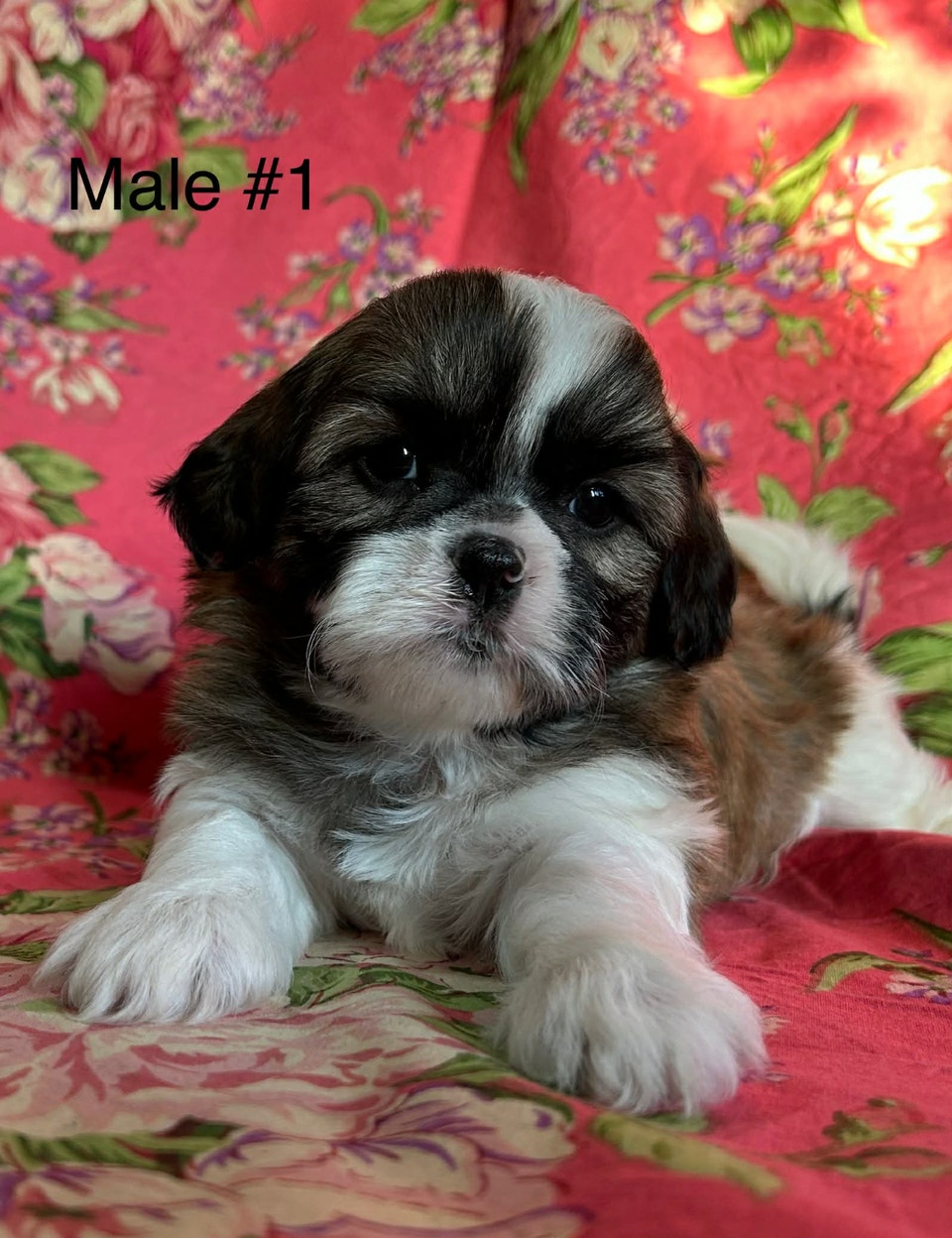 Bichon Shih Tzu Valentine’s Day Puppies Ready For Furever Homes | Dogs ...
