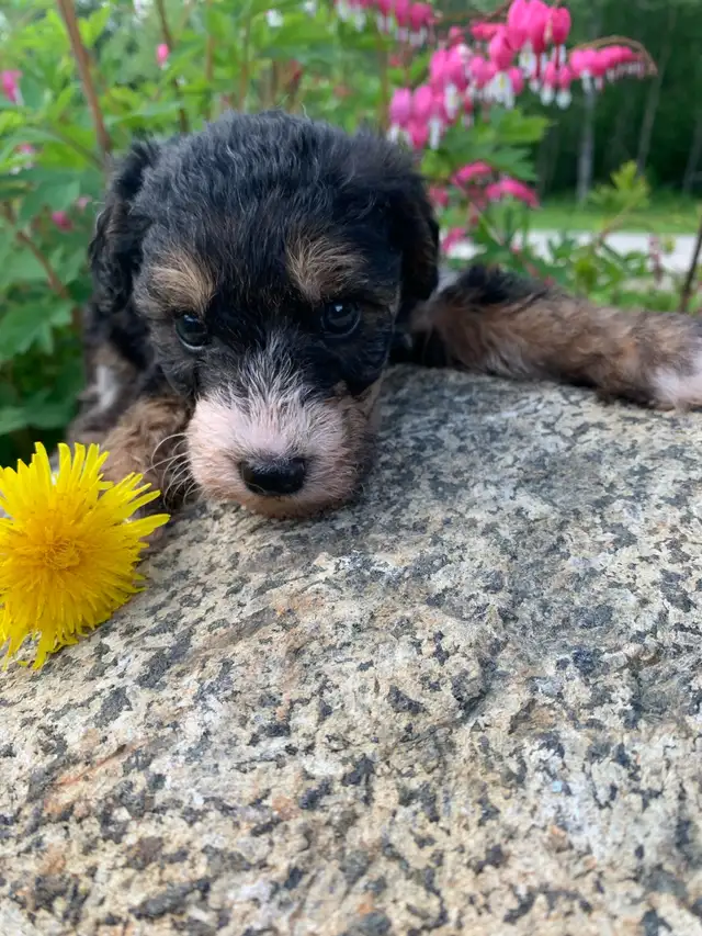 Foxypoo (fox terrier x poodle) | Dogs & Puppies for Rehoming | Gatineau ...