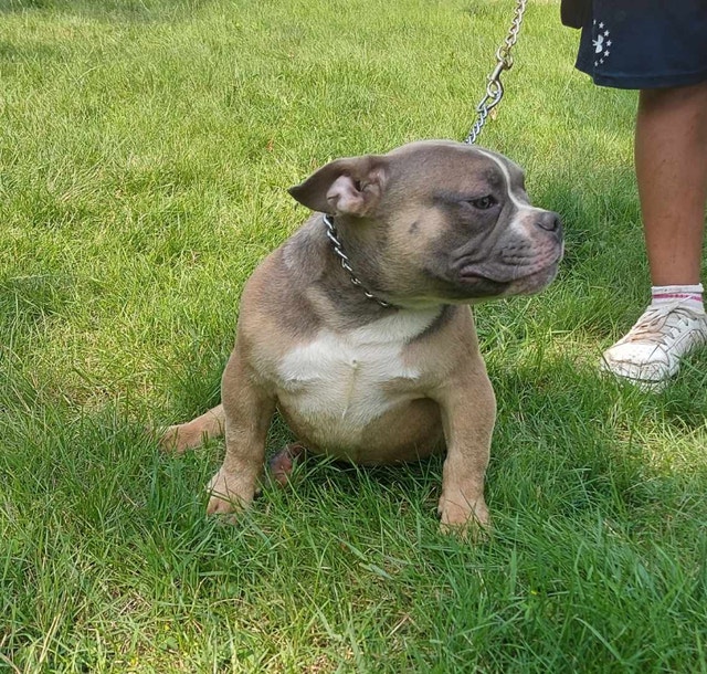 6 month healthy Beautiful fawn blue micro male - up for grabs | Dogs ...