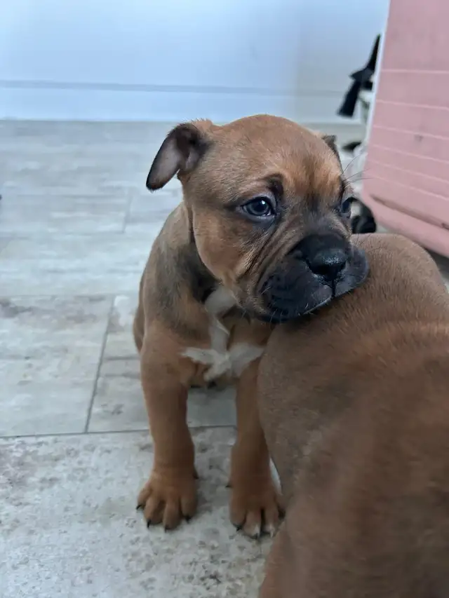 American Bully Puppies | Red & Fawn Sable Males - Family Ready | Dogs ...