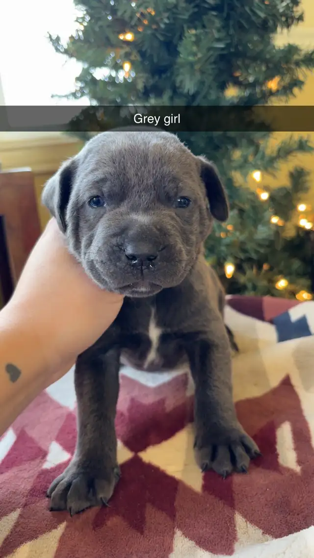 black lab cane corso puppies | Dogs & Puppies for Rehoming | Truro ...