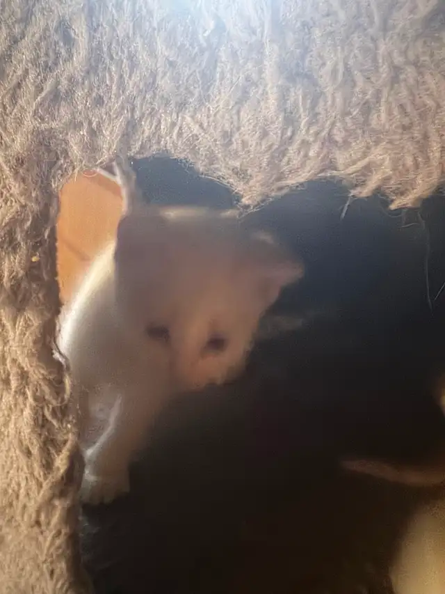 8 week old kittens, 2 female... white and calico looking for the | Cats ...