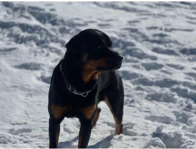 Purebred Rottweiler Pups | Dogs & Puppies for Rehoming | Ottawa | Kijiji