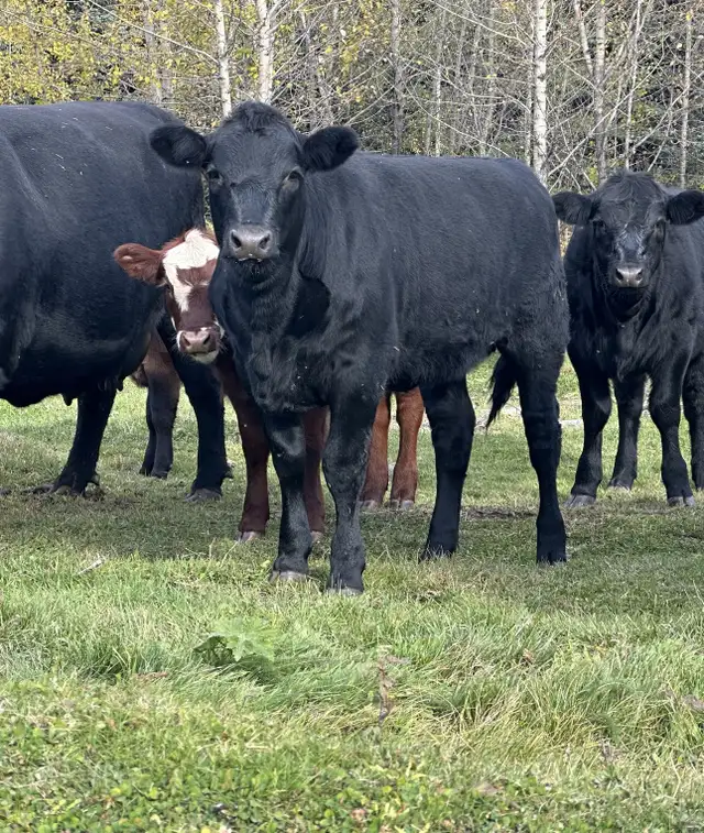 ISO future husband | Friendship & Networking | Grande Prairie | Free local classifieds - Kijiji