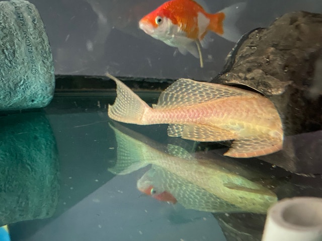 FREE AQUARIUMS WITH FISHES | Fish for Rehoming | Gatineau | Kijiji