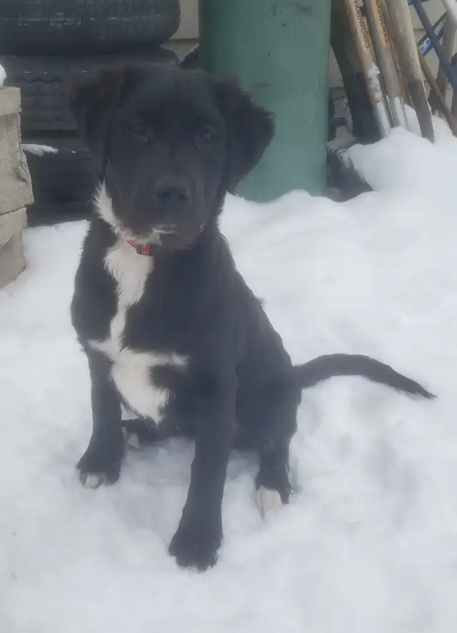 Shepherd/mastiff puppies girls | Dogs & Puppies for Rehoming | Markham ...