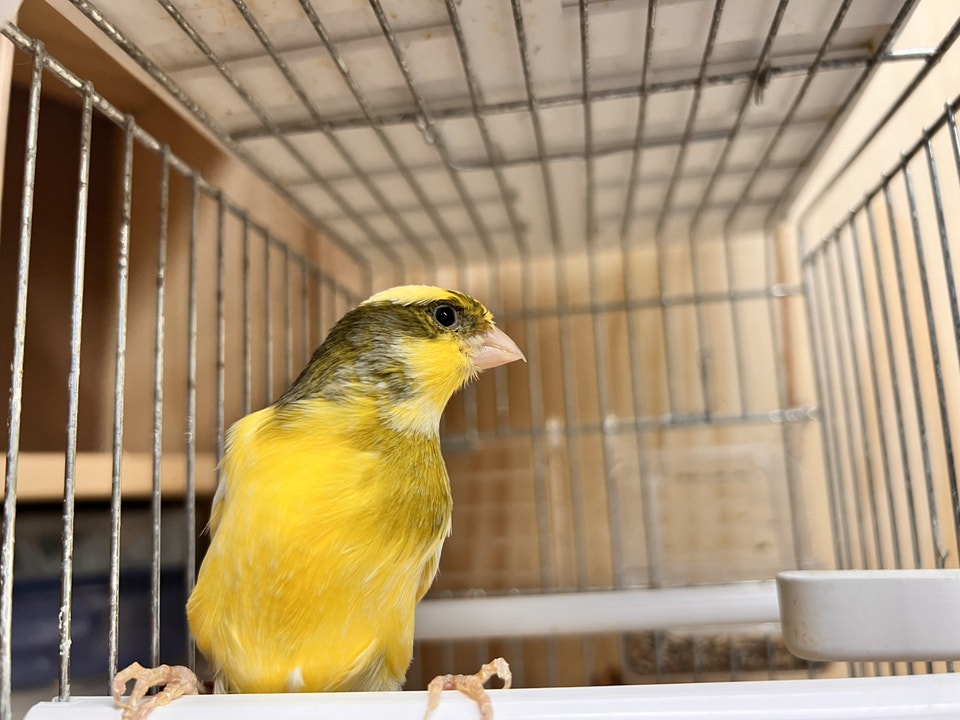 German Harz Roller Canaries — Champion Bloodlines | Birds for Rehoming ...