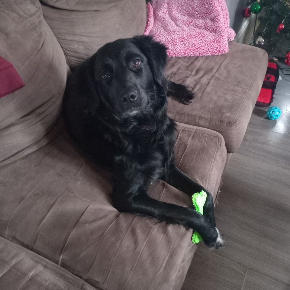 rehoming: one year old German Shepard mix | Dogs & Puppies for Rehoming ...