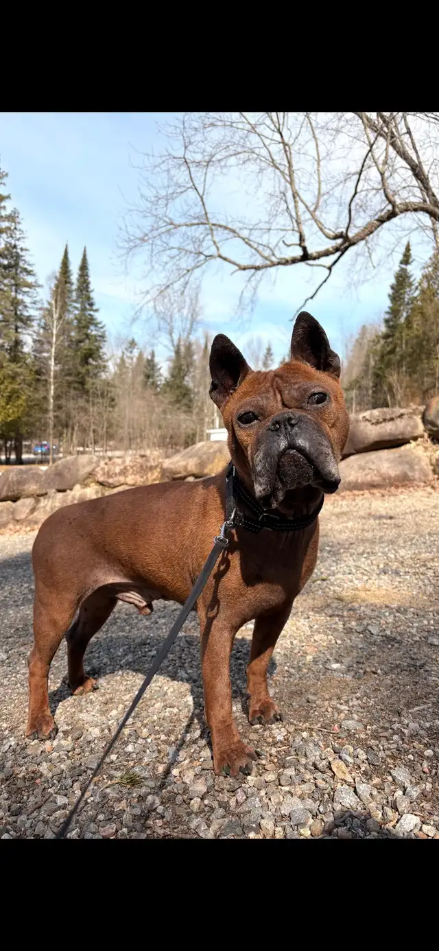 Chongqing Dog Chien | Dogs & Puppies for Rehoming | Laurentides | Free ...