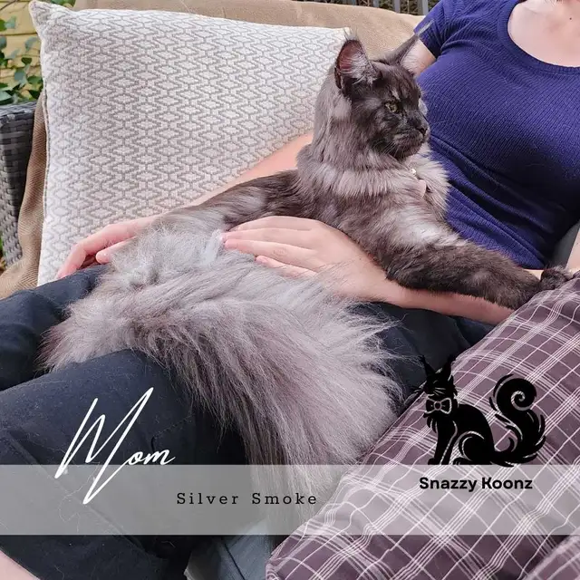 All Adopted-Maine Coon Kittens, Born Different. Built Legendary. | Cats ...