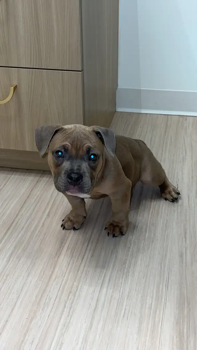 Puppies available | Dogs & Puppies for Rehoming | Bedford | Free local ...
