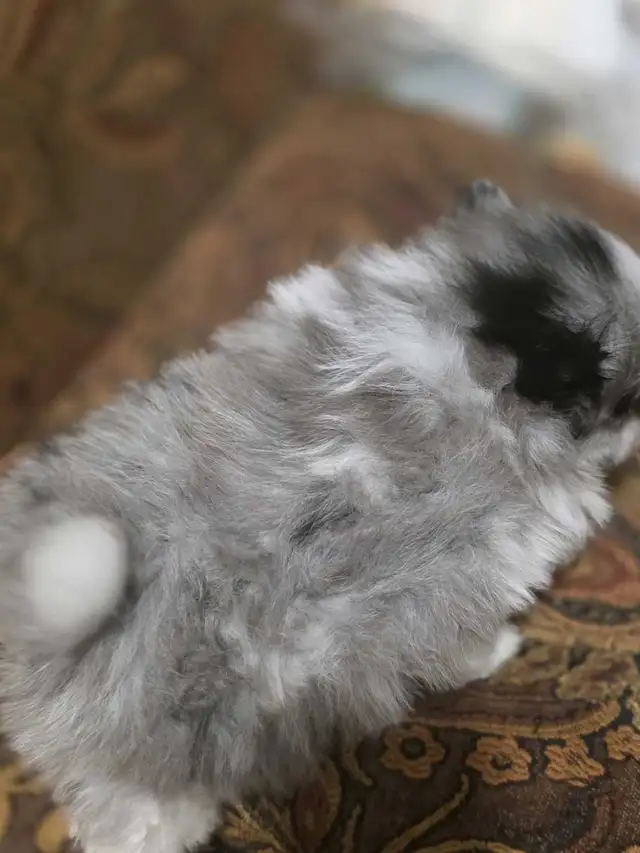 1 Blue eye and 1 brown eye purebred parti merle pomeranian puppy | Dogs ...