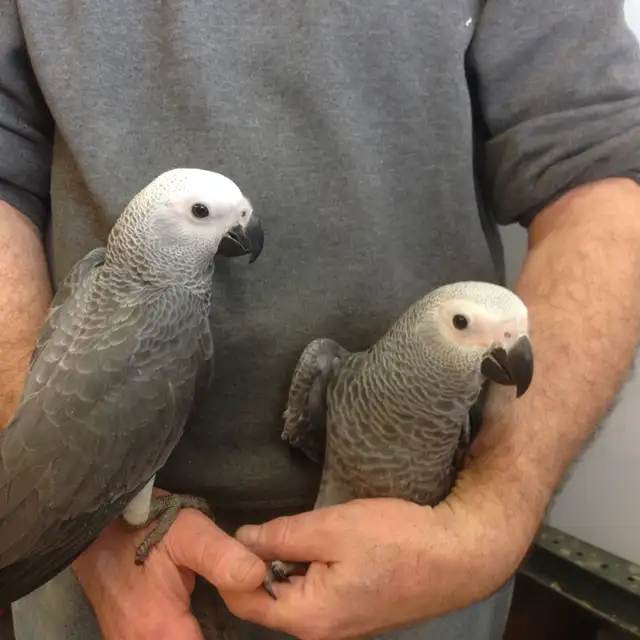 Baby African Grey Parrot $3900 Bebe Perroquet Gris D'Afrique | Birds ...