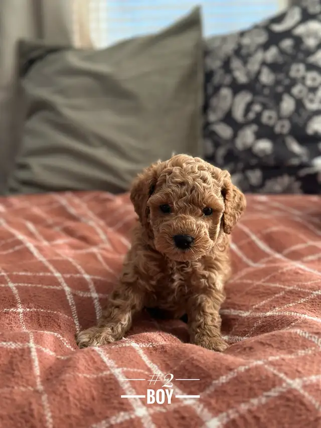 Only 3 Left! Cockapoo puppies | Dogs & Puppies for Rehoming | Red Deer ...