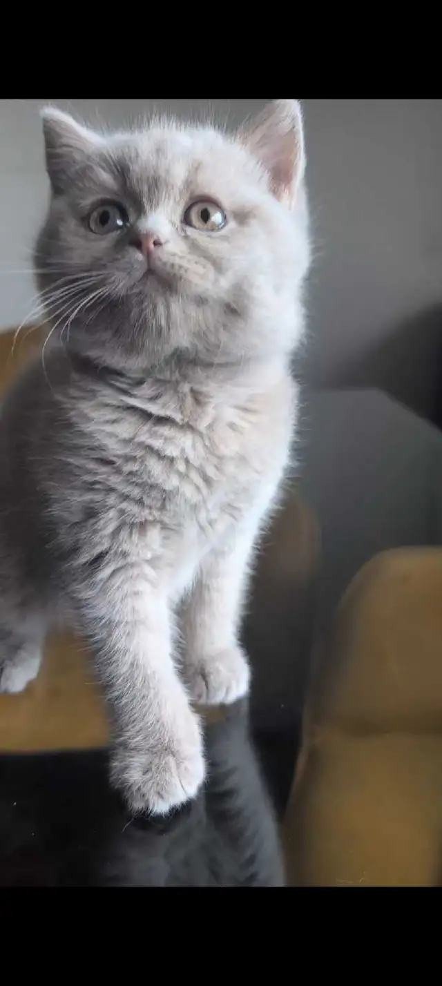 Pure British shorthair rare color | Cats & Kittens for Rehoming | City ...