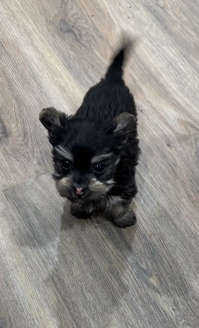 yorkshire male teacup pur race | Dogs & Puppies for Rehoming | Laval ...