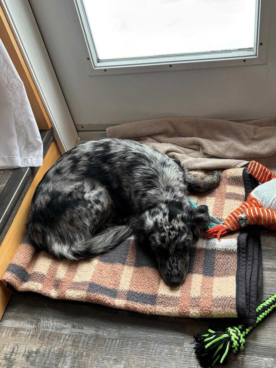 Aussie Shepherd/Border Collie mix for rehoming | Dogs & Puppies for ...