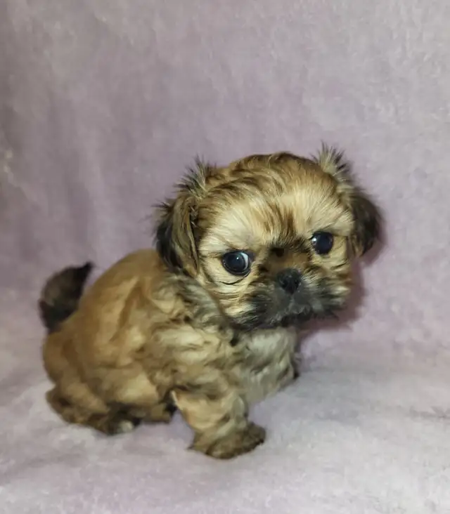 ️ BEAUTIFUL QUALITY TINY TOY SHIH POO PUPPIES ️ | Dogs & Puppies for ...