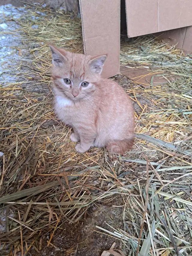 Orange kittens | Cats & Kittens for Rehoming | Strathcona County | Free ...