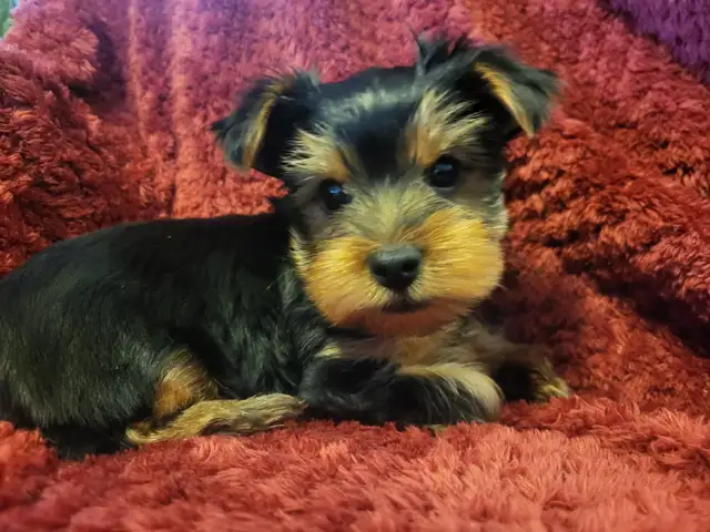 Yorkie Puppies | Dogs & Puppies for Rehoming | Victoria | Free local ...