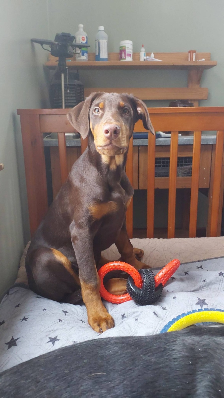 Doberman (Europe) Puppies with GSD & Rotti MIX | Dogs & Puppies for ...