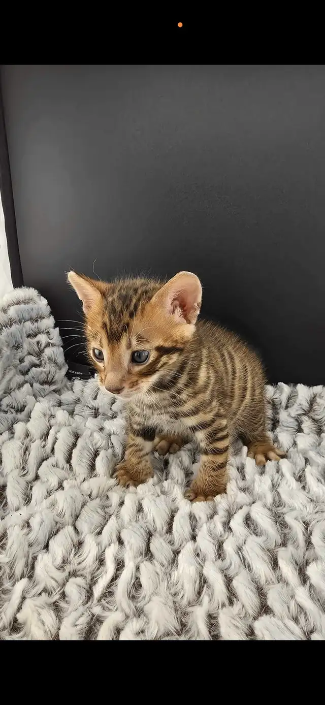 Chaton toyger | Cats & Kittens for Rehoming | Longueuil / South Shore ...