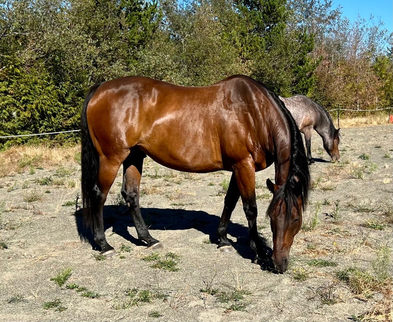 Bay Gentle Draft cross trail gelding for sale(and his companion) | Horses & Ponies for Rehoming ...