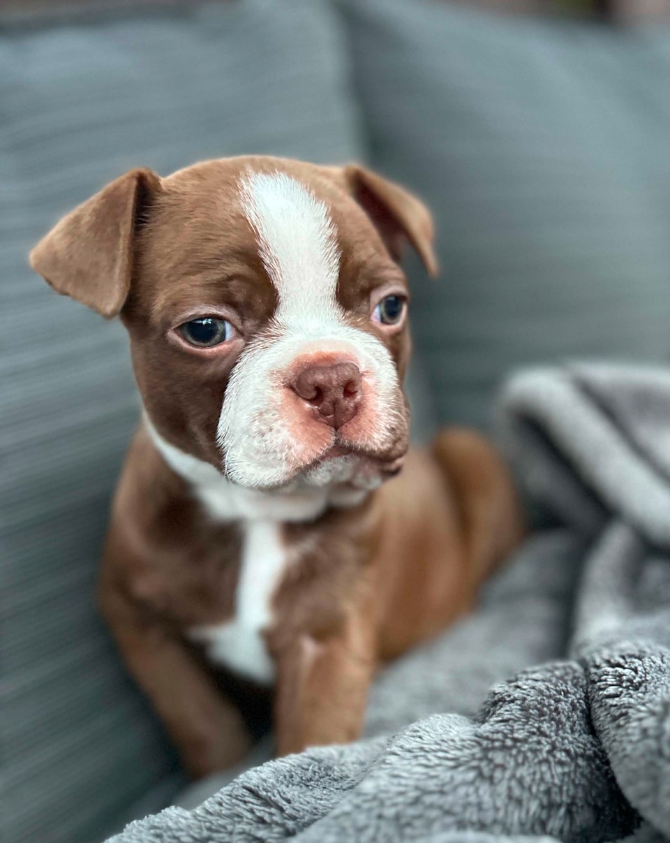 Boston terrier brun | Dogs & Puppies for Rehoming | Drummondville ...