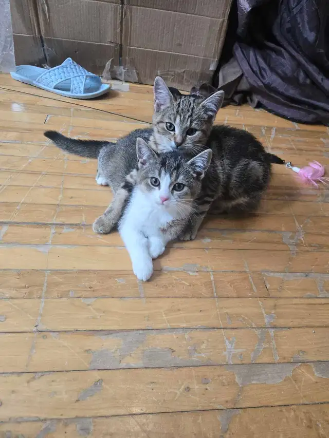 Scottish Mix Kittens/Chatons Moitié Scottish | Cats & Kittens for ...