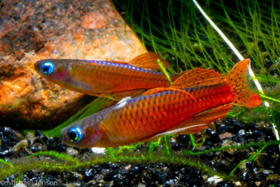 Pseudomugil Luminatus Red Neon Blue Eye | Fish for Rehoming | Kitchener ...