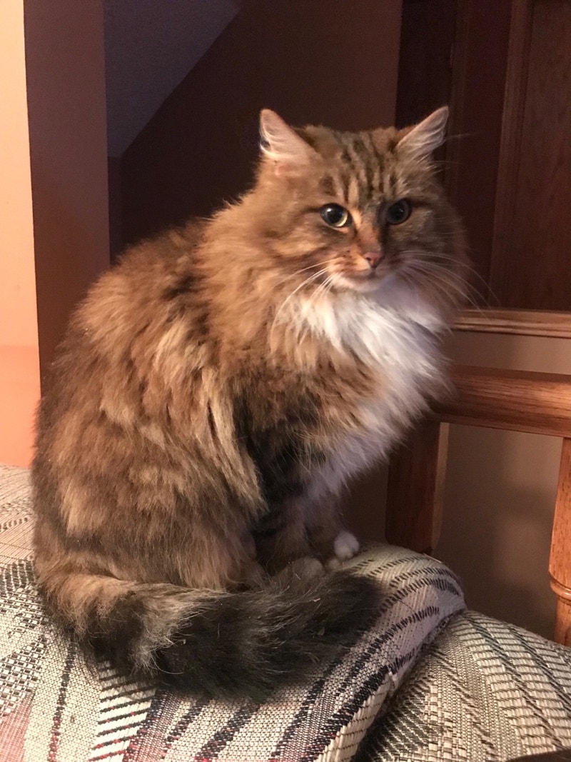 Beautiful cat | Cats & Kittens for Rehoming | Calgary | Kijiji