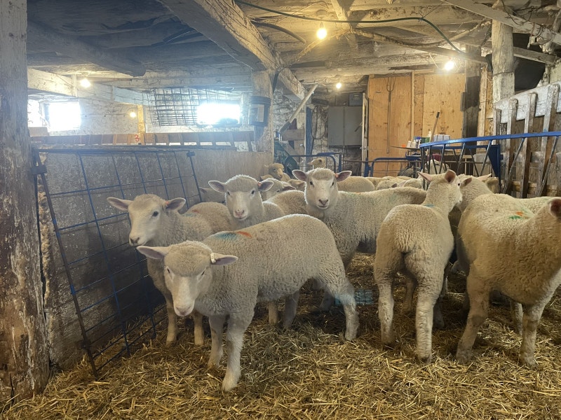 Sheep Ewe lambs | Livestock | Kitchener / Waterloo | Kijiji