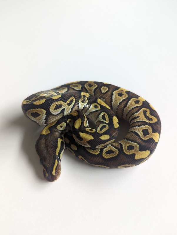 Ball Pythons From Reptile Crazy Tons Of Morphs!!! | Reptiles ...