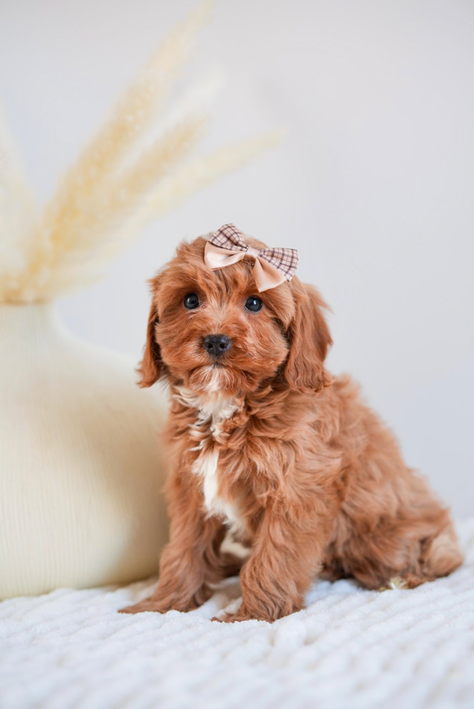 Cavapoo Puppies for Loving Homes | Dogs & Puppies for Rehoming ...