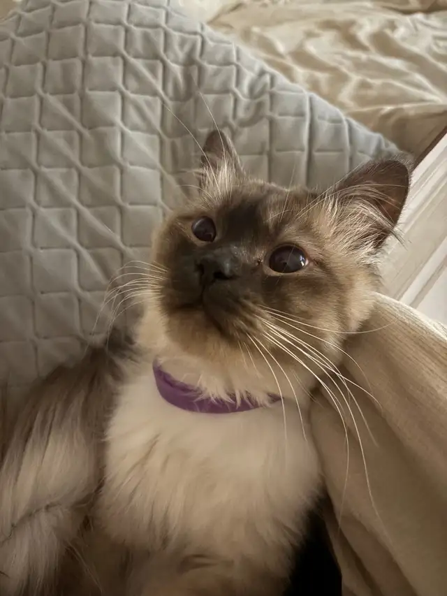 Chatons Himalayens pur race à vendre | Cats & Kittens for Rehoming ...