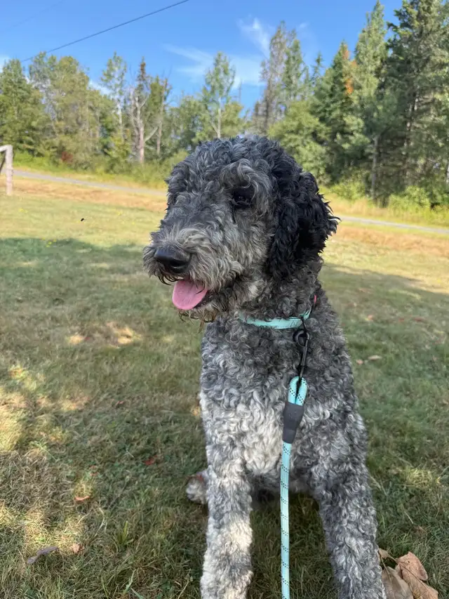 Goldendoodle 2 amazing calm girls Merle/Phantom Dad | Dogs & Puppies ...