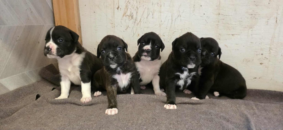 Purebred Boxer Puppies | Dogs & Puppies for Rehoming | Edmonton | Free ...